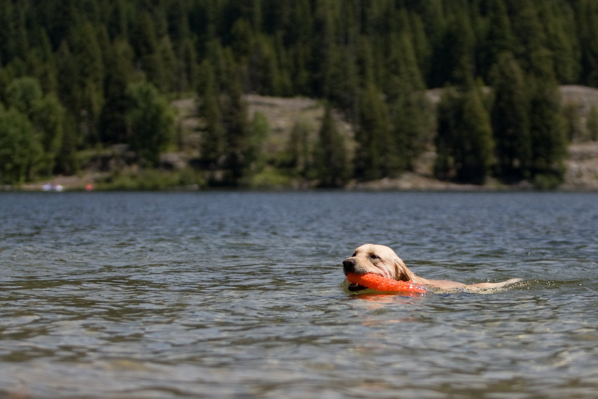 Swim Goggles: Elevating Your Aquatic Experience – Eclipse Optics