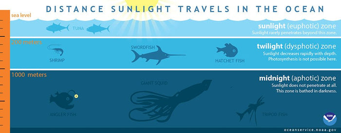 The Pelagic Zones of the Ocean | Eclipse Glasses USA – Eclipse Optics